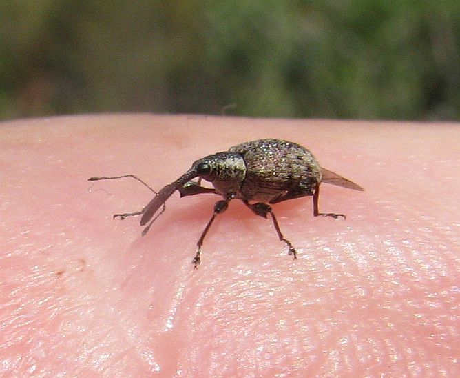 Esperance Fauna: Flower Weevil - Meriphus australis