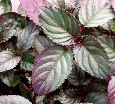 MANFAAT & KHASIAT DAUN HANDEULEUM / DAUN UNGU - MILARI MUGI