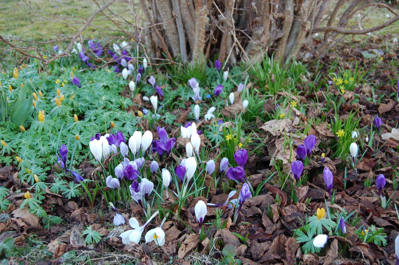 Camillas tankar: Vårbilder