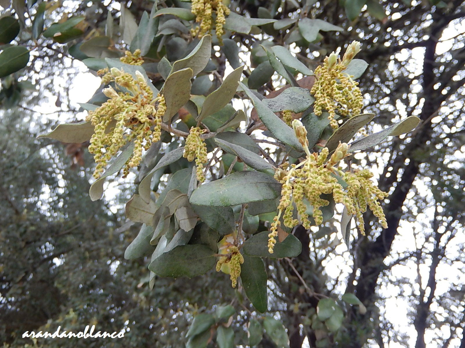 parquealamillo-encinarosa: Quercus rotundifolia - Encina - en el Vivero ...