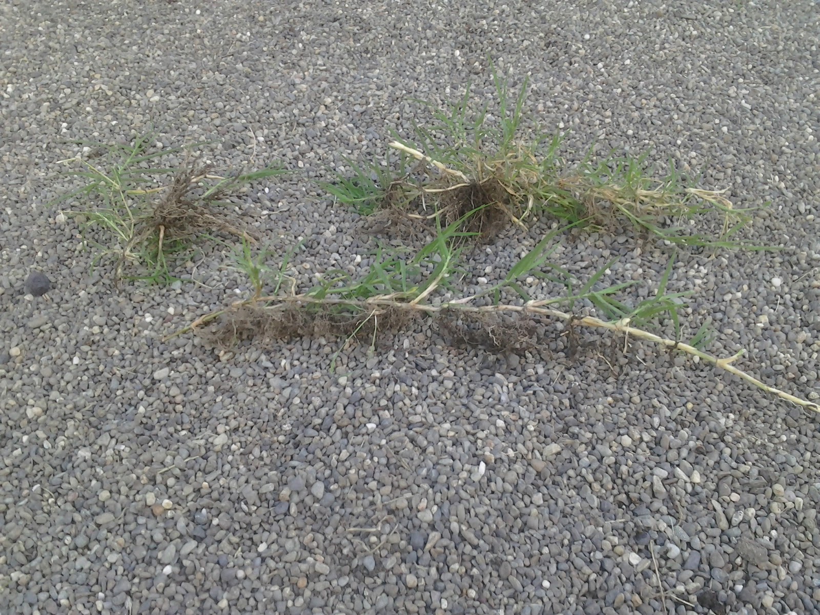 The Landscape Supervisor: How to Get Rid of Bermuda Grass
