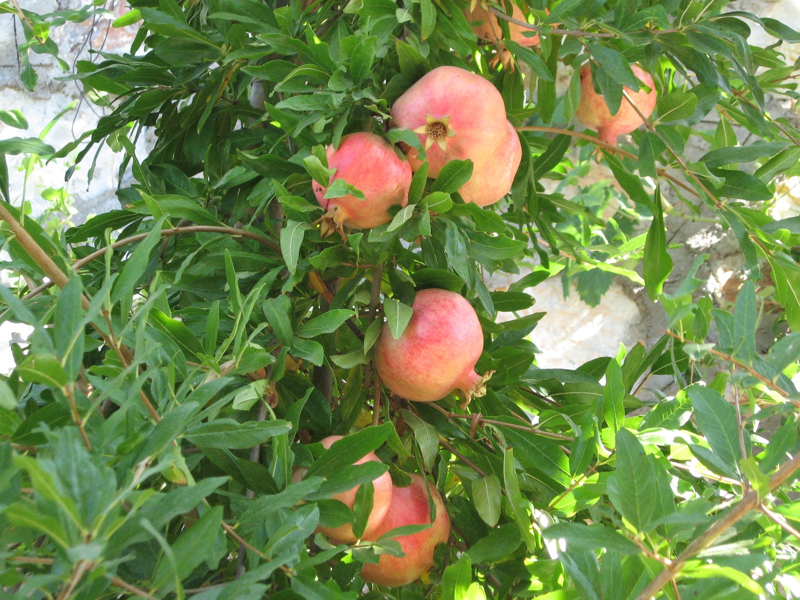 Cittaslow Botanik Park: HER DERDE DEVA BİR MEYVE NAR