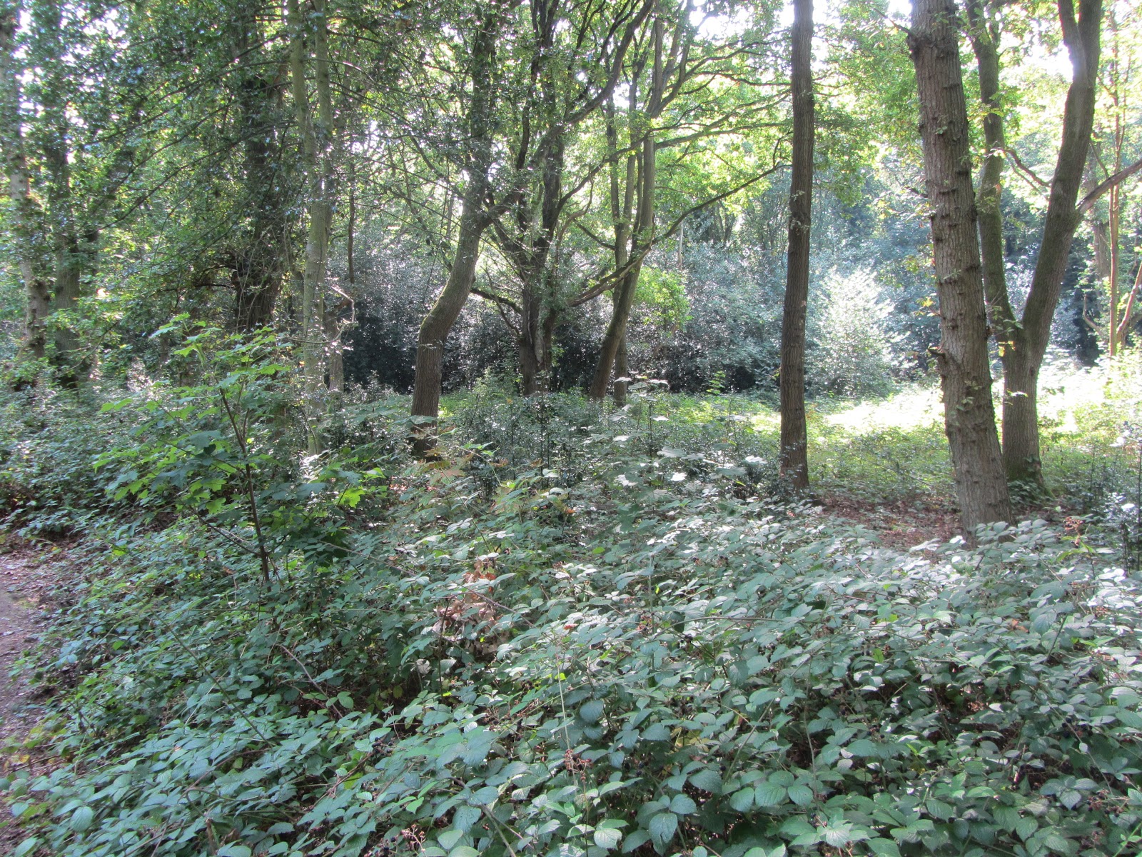 Ham Photos: Ham Common Woods