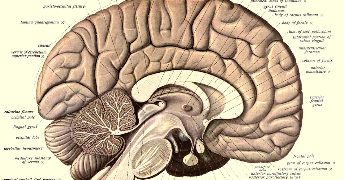 100 Fascinating Facts About The Human Brain According To Science 100-fascinating-facts-about-the-human-brain-according-to-science