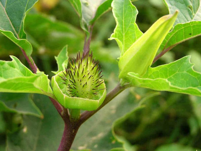 PLANTAS MEDICINALES DE LA SIERRA DEL PERU III