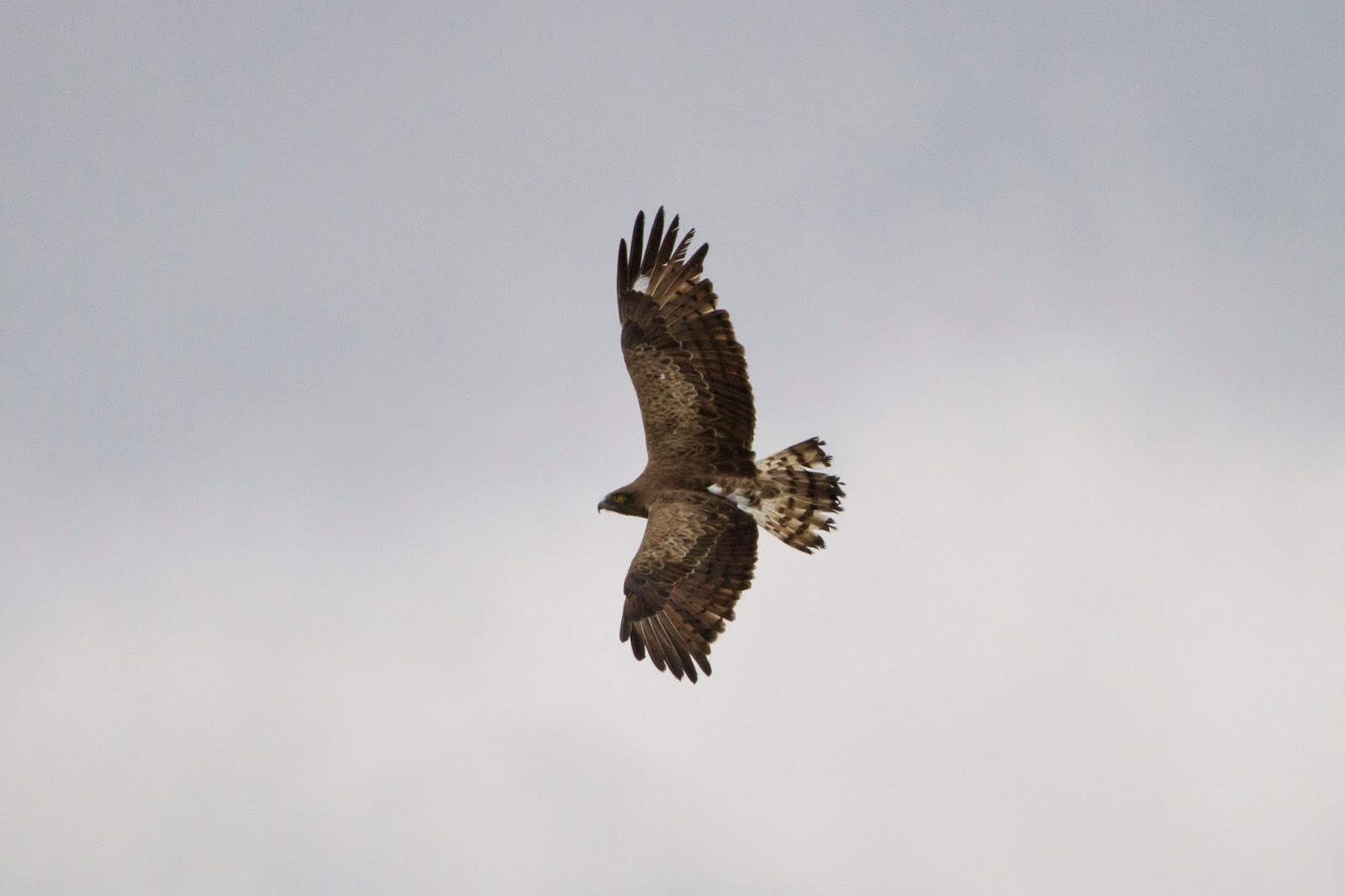 anderyomismo: Águila culebrera (Circaetus gallicus)