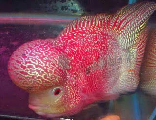 Jenis Jenis Ikan Louhan alias Flowerhorn