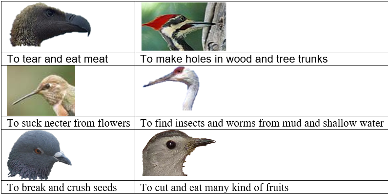 Class-4 EVS, Chapter-16, A Busy Month, Additional Exercises with ...