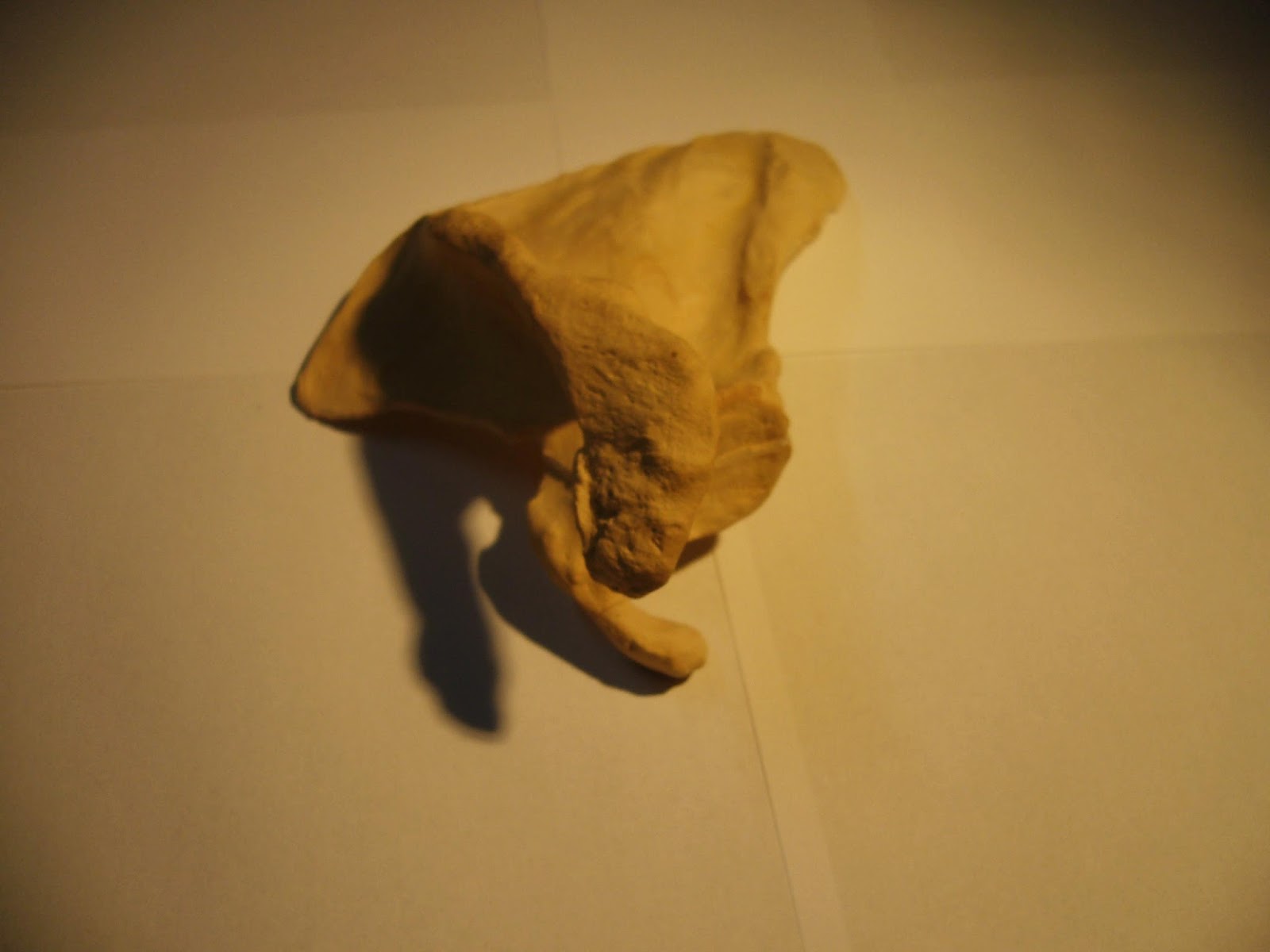 oase gips: Omoplat ( scapula )