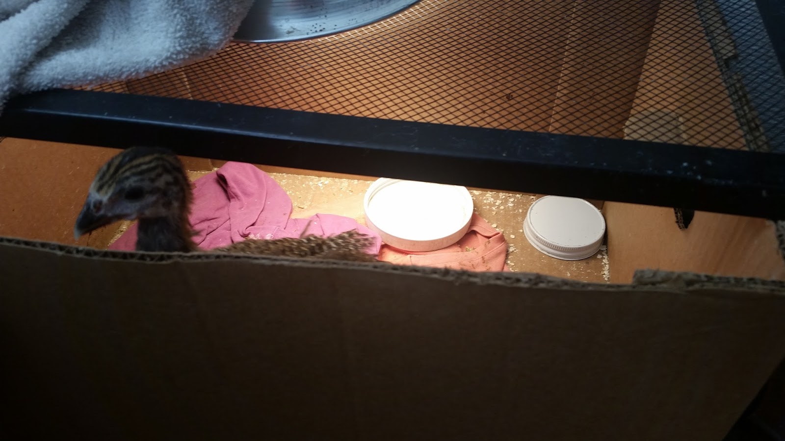 Texas Rebel Girl: Raptor Chick