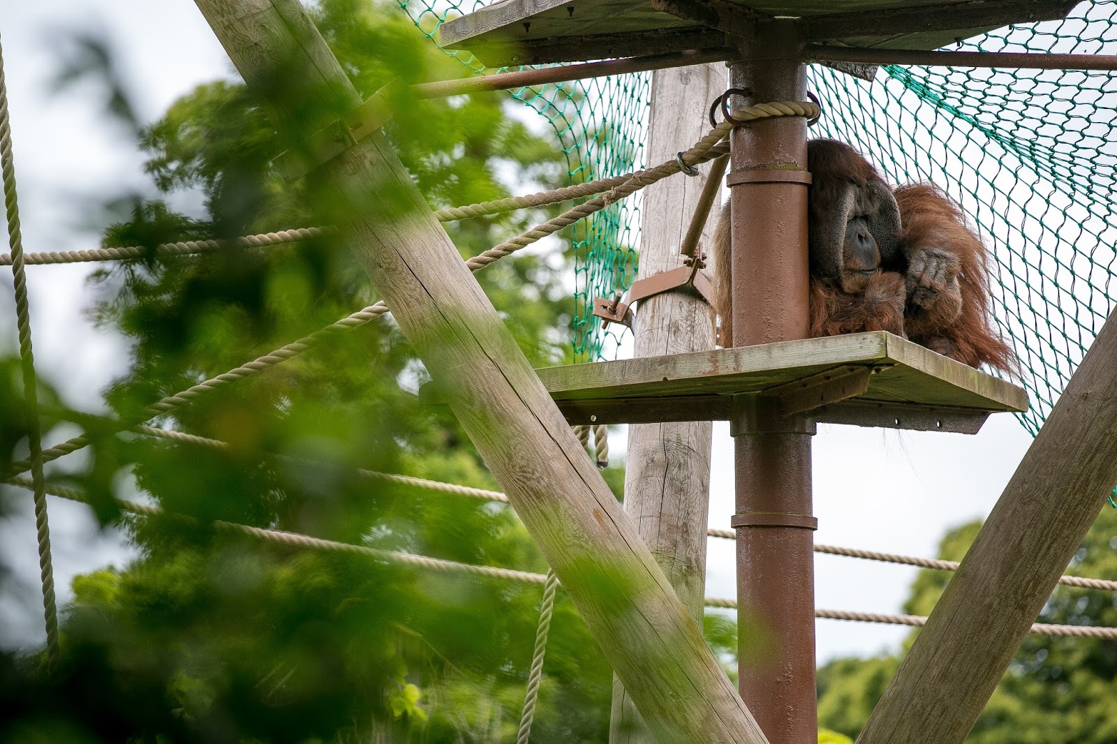 The heritage year: Durrell - Jersey Zoo