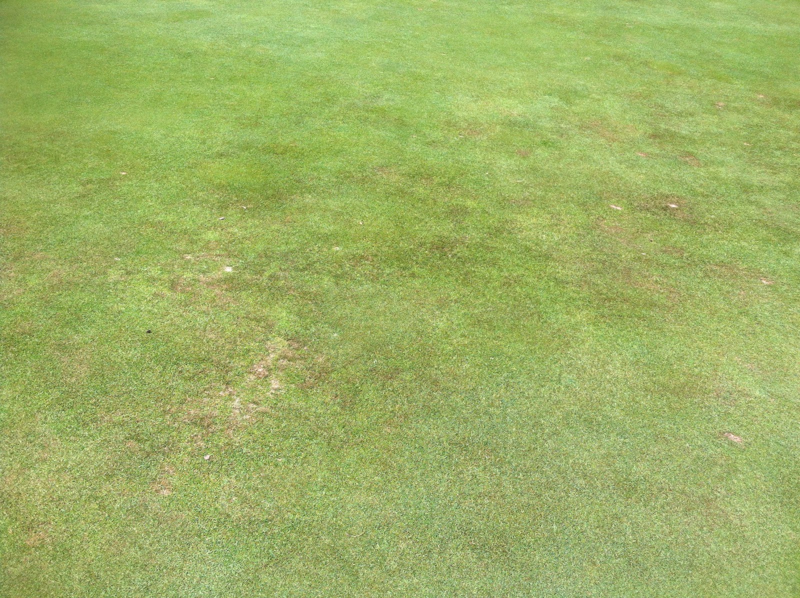 Stillmeadow Turf and Maintenance: Royal and Ancient and Wet Wilt