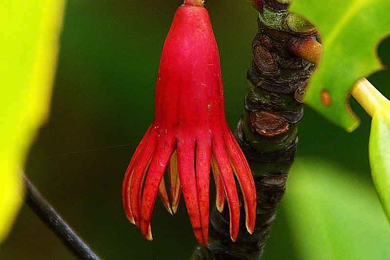 Ryukyu Life: Flower and Seed (Photos) The Mangrove Tree of Okinawa
