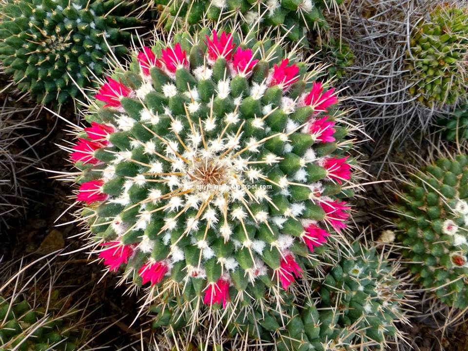 anythinglily: Kalimpong Travel Part 4: The Exotic Cactus Collection Of ...