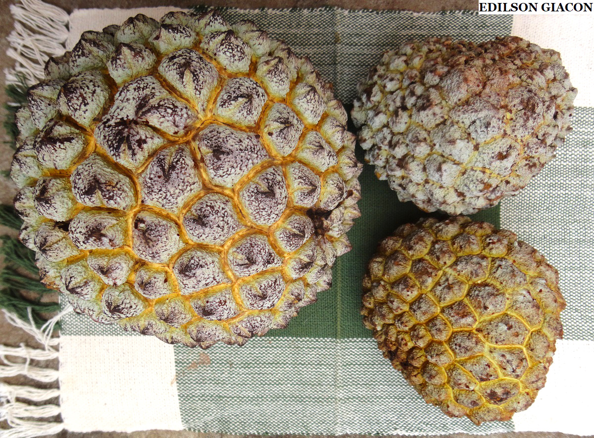 Viveiro Ciprest - Plantas Nativas e Exóticas: Marolo do Cerrado ...