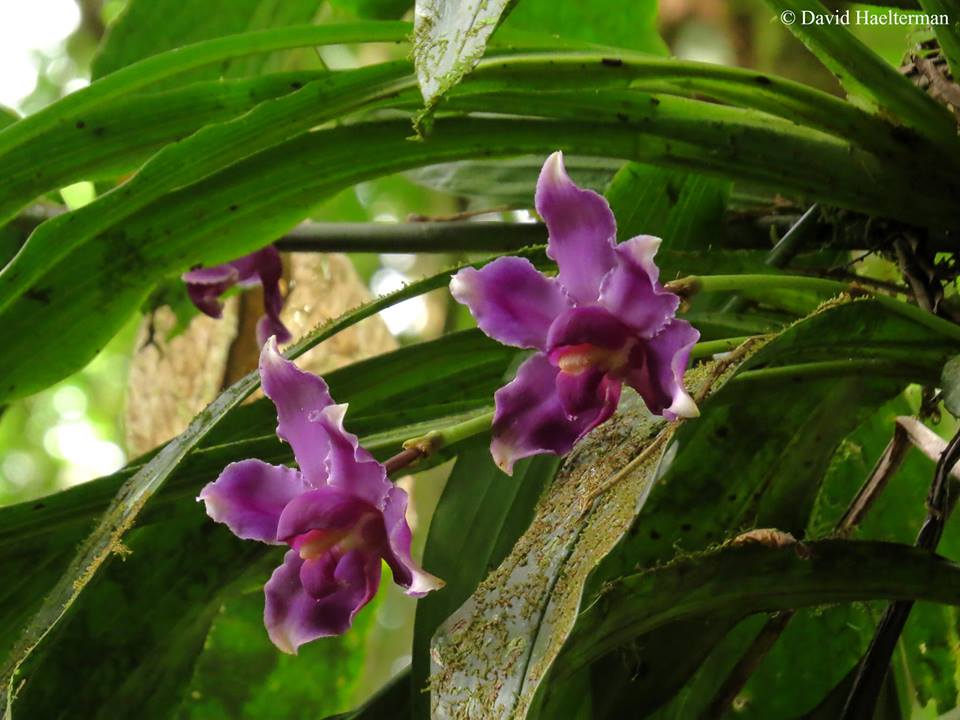 Pescatoria coelestis care and culture | Travaldo's blog