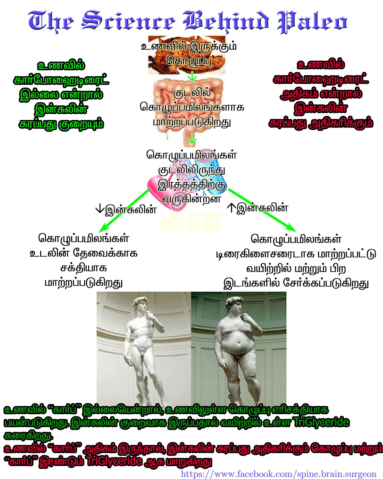 Basis of Paleo : How Fat Dissolves and What happens to that Fat that ...