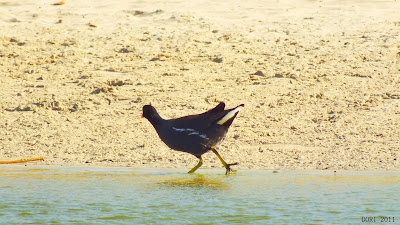 Pasea Menorca: Vida animal en Son Bou