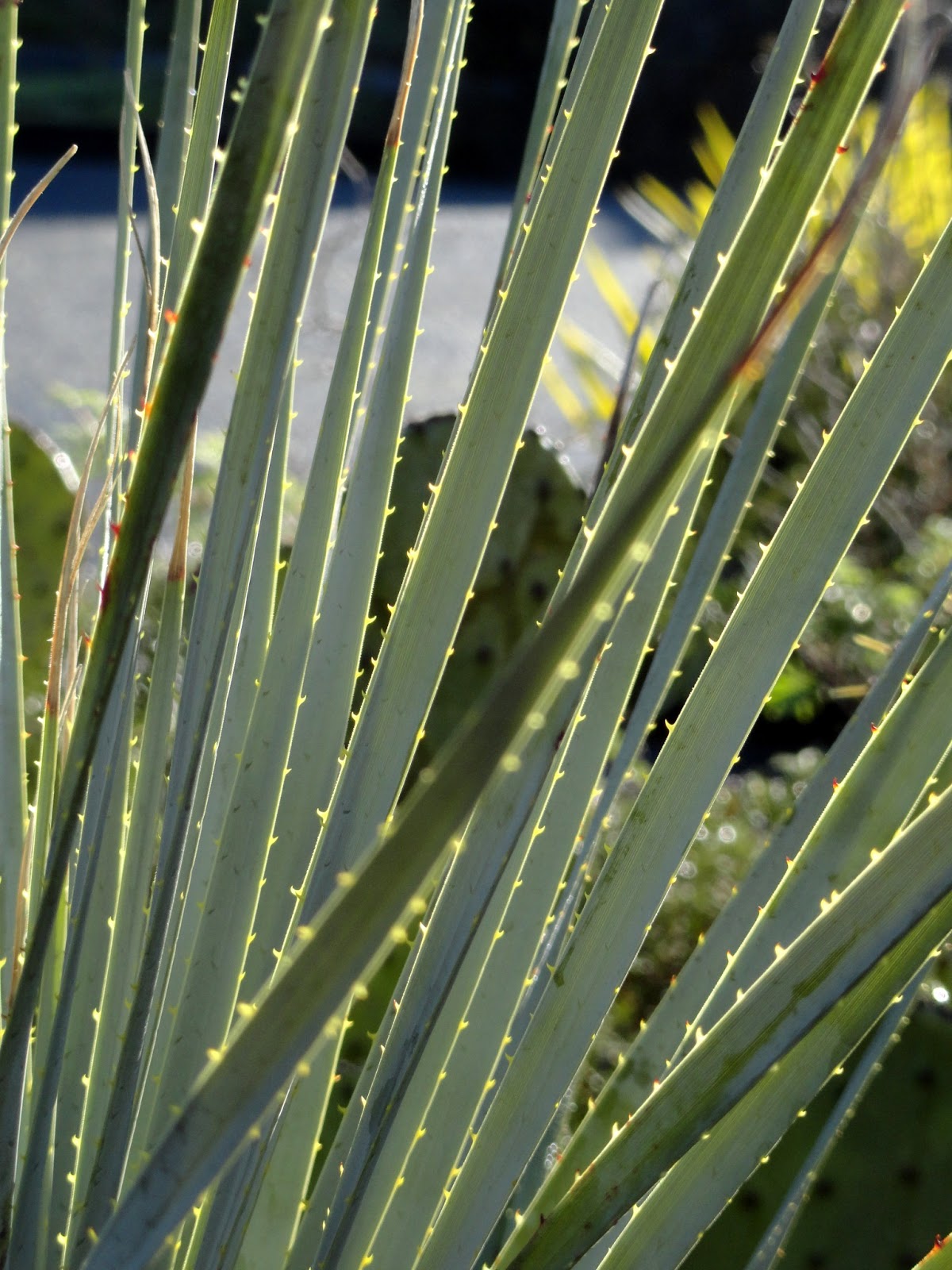 danger garden: Dasylirion wheeleri; my favorite plant in the garden ...