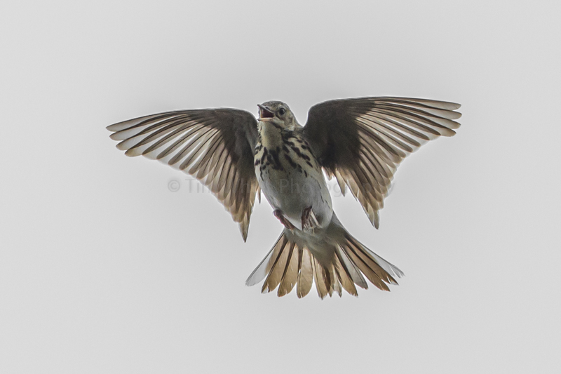 Colyton Wildlife: TREE PIPIT performing beautifully in flight