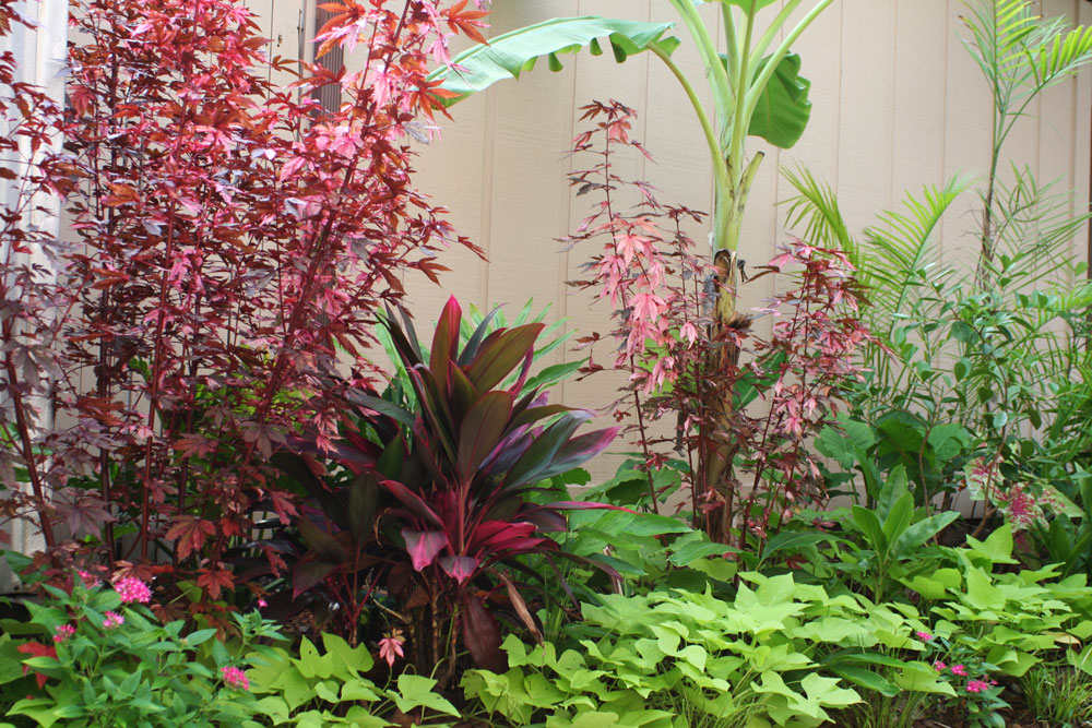 The Rainforest Garden: Gardening for Community