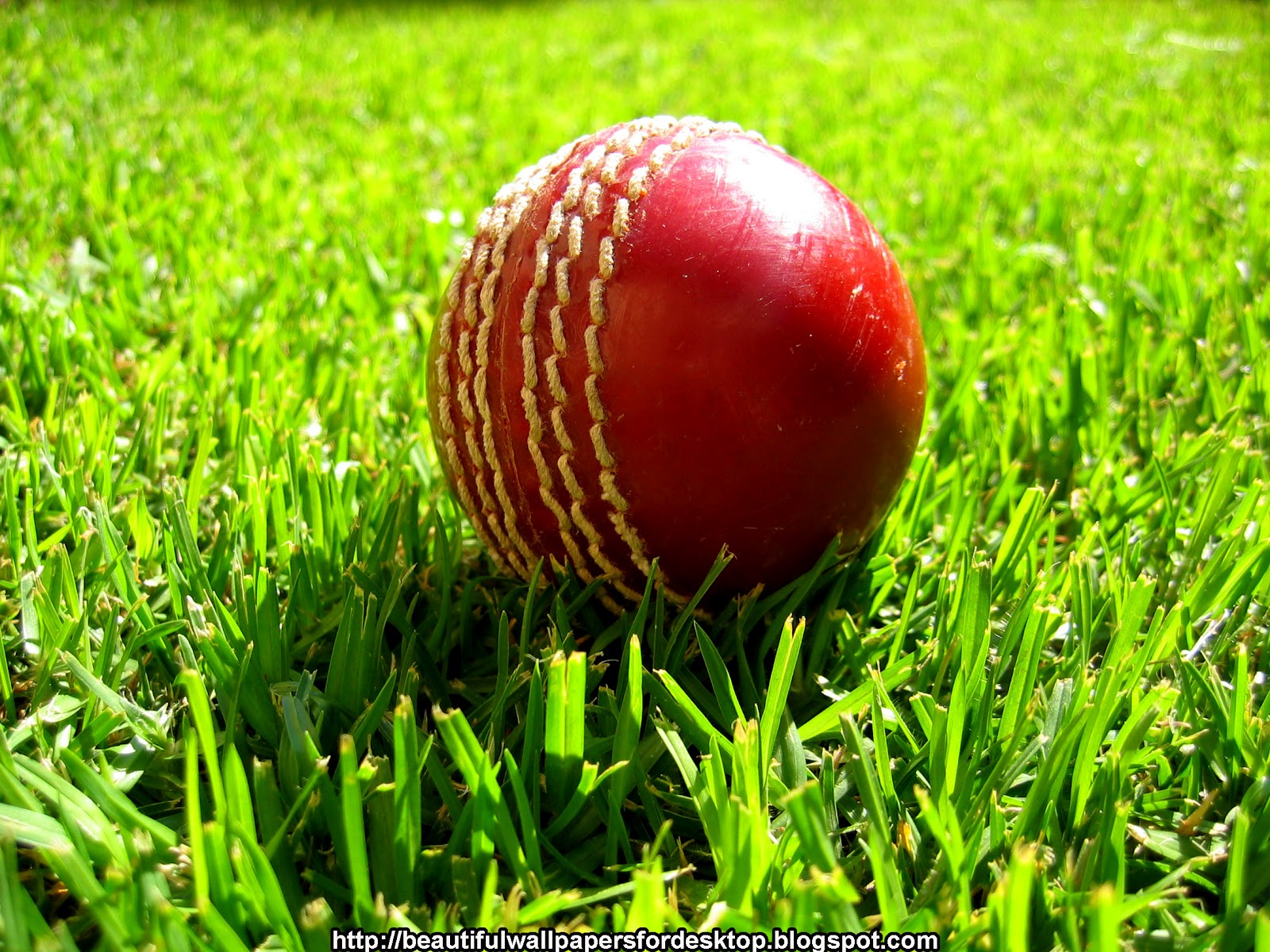 My Celebrities Australia Cricket Team Wallpapers my-celebrities-australia-cricket-team-wallpapers
