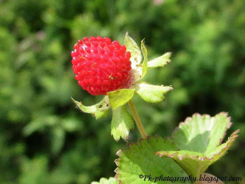 Wild Strawberry-Potentilla indica | Nature, Cultural, and Travel ...