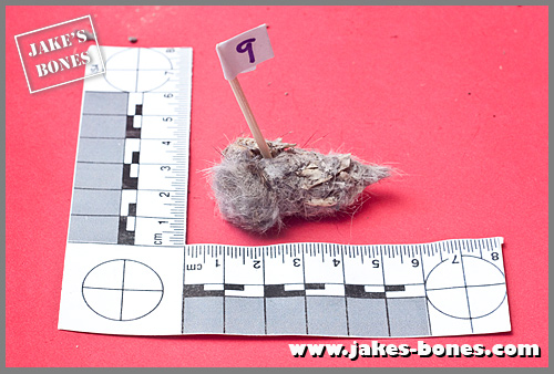 Dissecting bird pellets : Jake's Bones