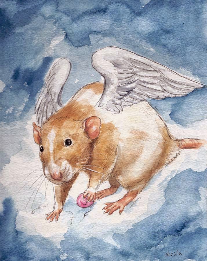 The Art of The Illustrated Rat: Angel Marty