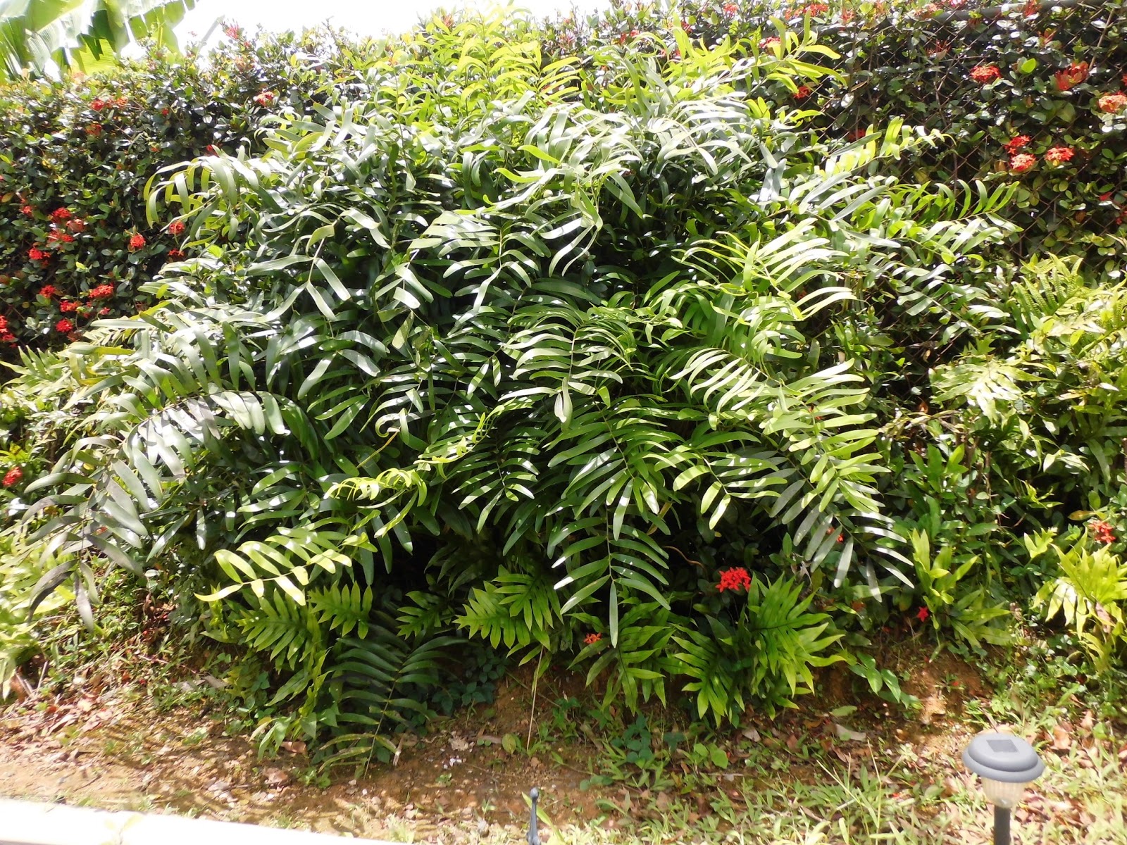 Mi patio y yo: Más plantas