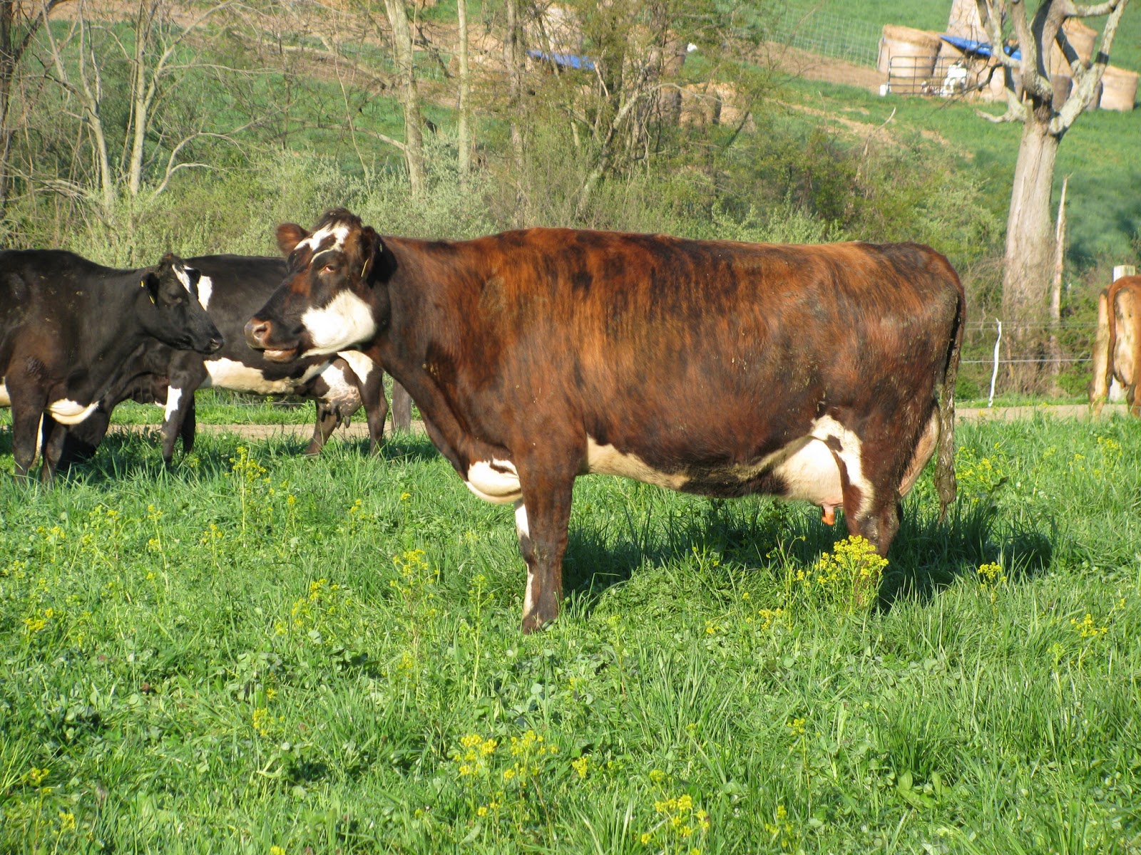Amazing Grace Dairy: 160 Cows on One Acre...for 12 Hours!