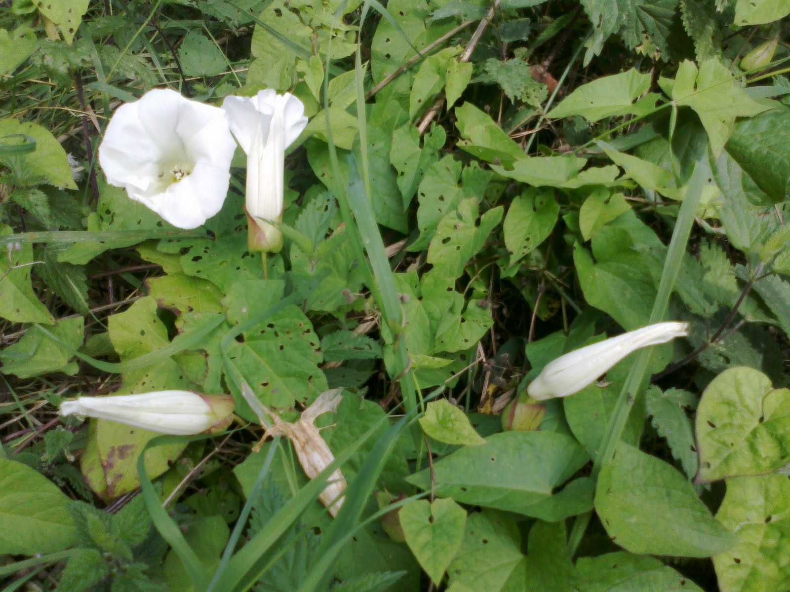 justthoughtsnstuff: bindweed, lewis, keith douglas