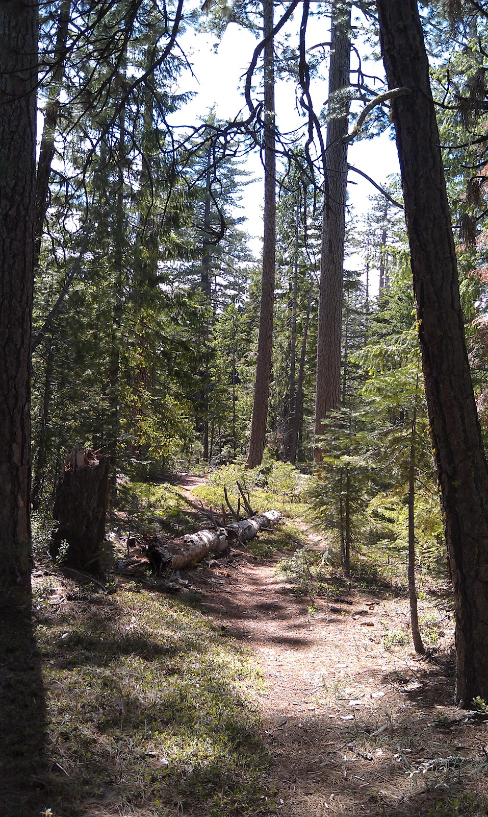 Paws For Hiking: The Placer Big Trees Grove - Tahoe National Forest ...