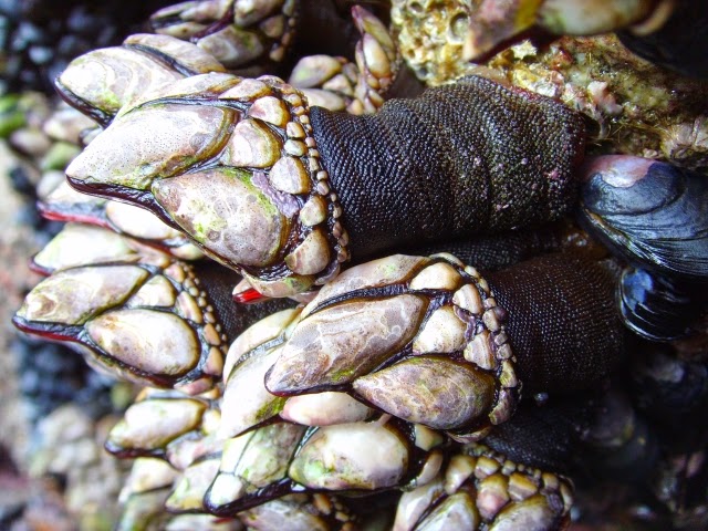 Species of UK: Week 48: Barnacle Goose ('Branta leucopsis')