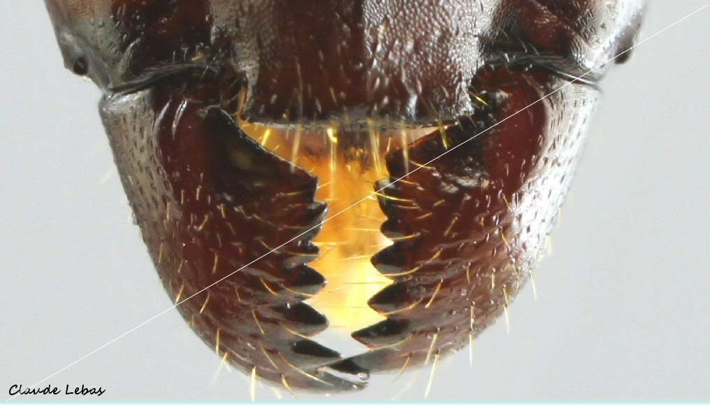 anatomie d'une fourmi