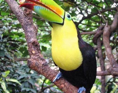 Amazing Toucan Bird - Toucans Facts, Photos, Information, Habitats ...