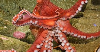 Behind the French Menu: Poulpe or Pieuvre – Octopus. Octopus on French ...