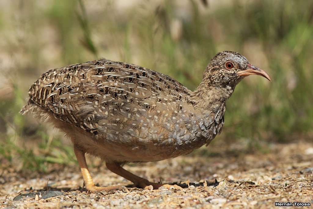 Aves de Argentina: Inambú silbón (Nothoprocta pentlandii)