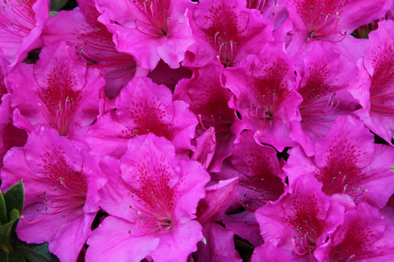 Florez Nursery: Azalea indica 'Magnifica'