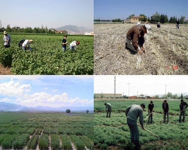 TARLA RESİMLERİ-Manzaralar