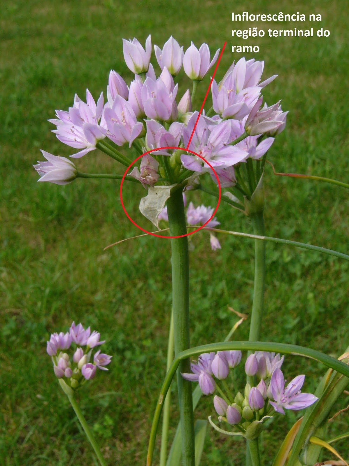 INFLORESCÊNCIA: CARACTERÍSTICAS GERAIS | MORFOLOGIA E TAXONOMIA VEGETAL