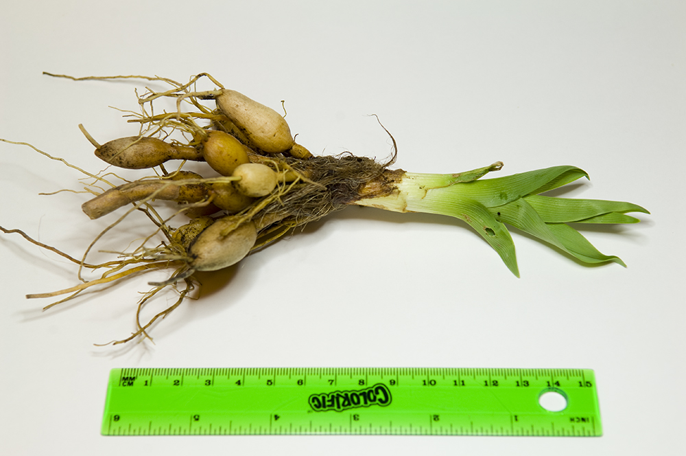 The 3 Foragers: Foraging for Wild, Natural, Organic Food: Daylily ...