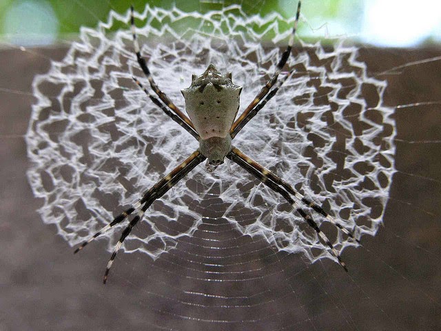 The Spiders That Decorate Their Own Webs ~ Kuriositas