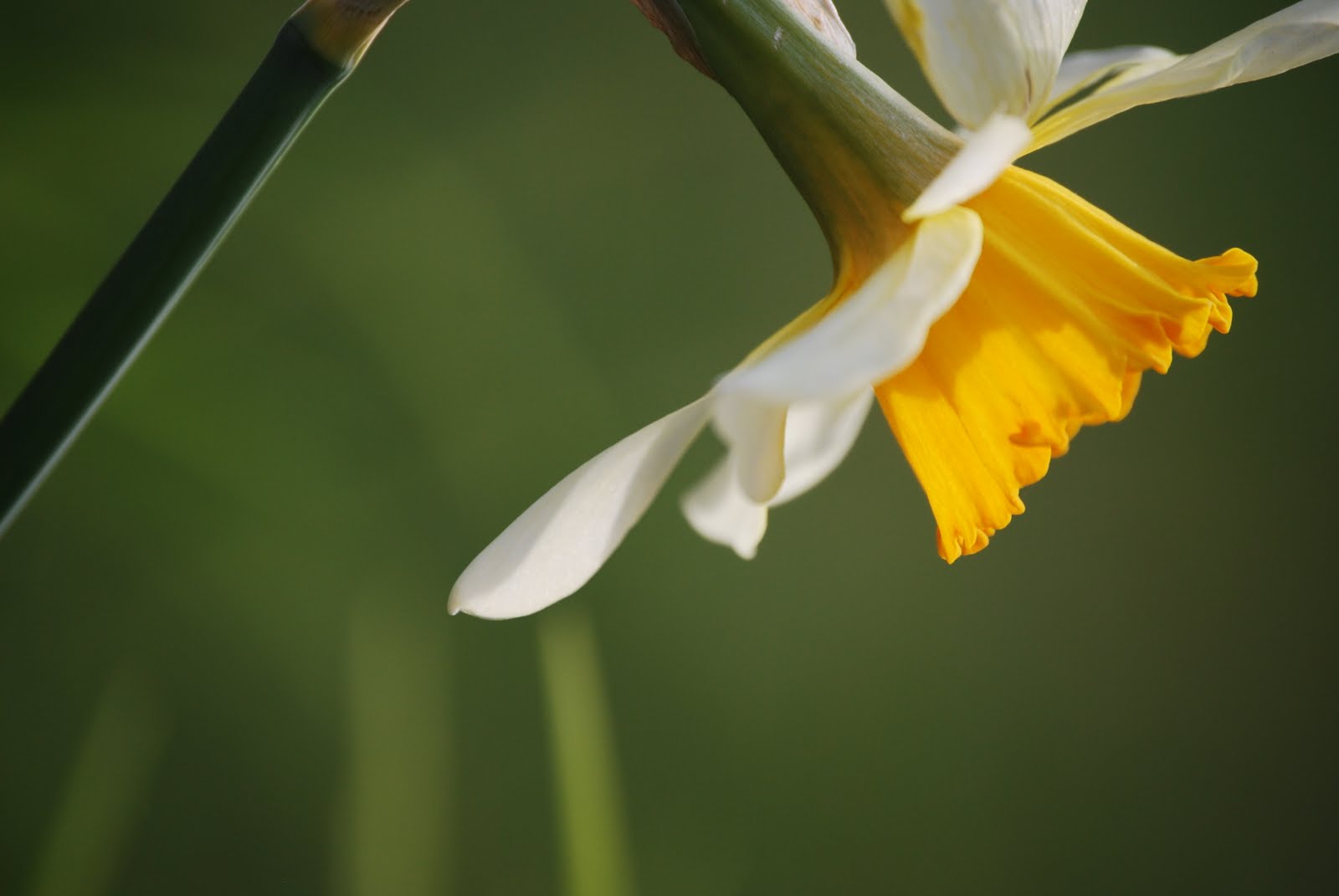 Daylight Saving Photo Project 2011: 040 : Angled side daffodil