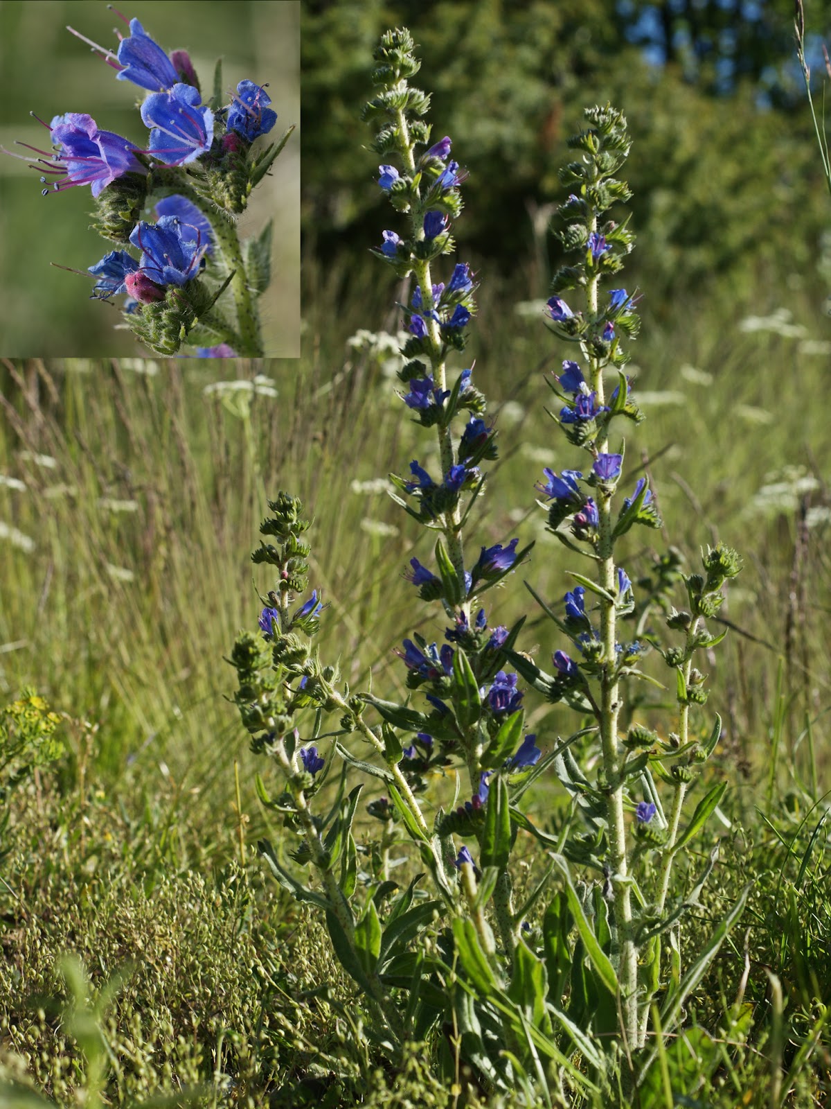 VERCORIN : Les fleurs du Tour du Mont : Fleurs bleues