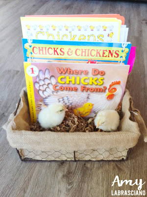 Learning Lessons With Amy Labrasciano: Teaching About Chickens In The ...