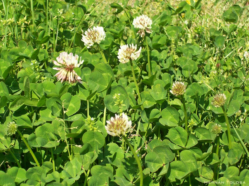 Flora Bonaerense: Trébol blanco (Trifolium repens)