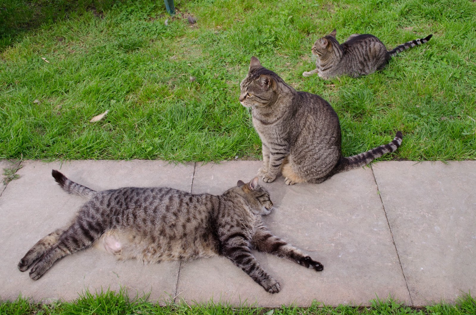 The Neko Files - A RAPS Journal and Scrapbook: Pen 2 cats - 2:Too Many ...