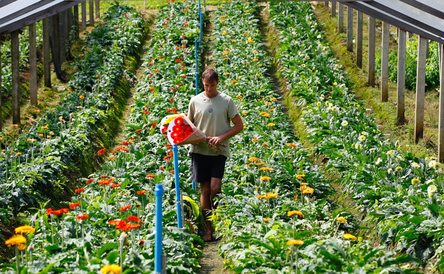 Blog Miracema.RJ: Floricultura no estado movimenta R$ 576 milhões em 2013