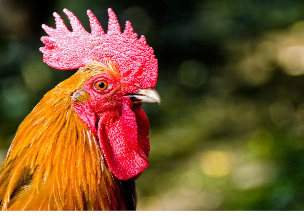 la cocina de las emociones: La mujer del moño